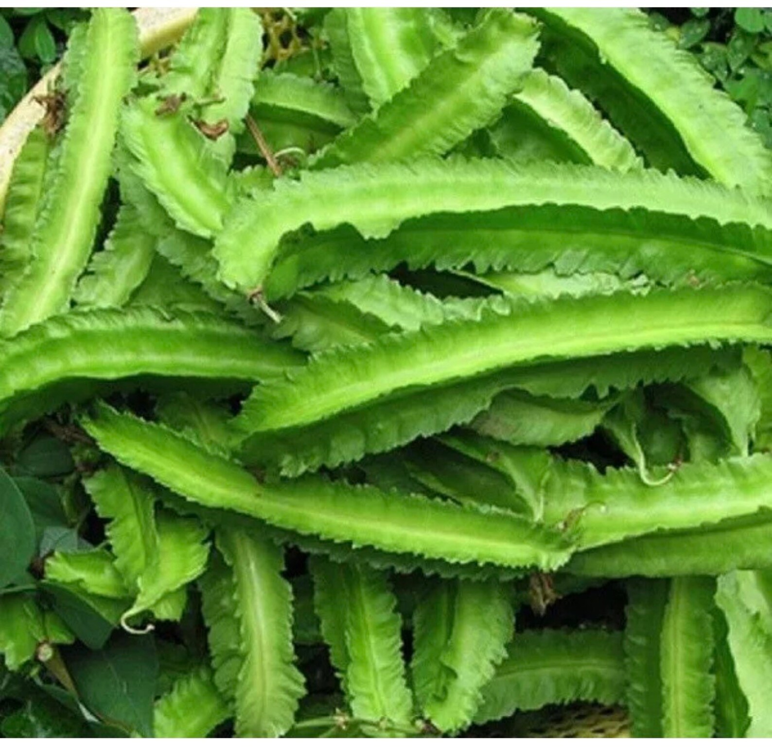 Winged Bean Seeds | Dragon Horned Four Angled Asparagus Goa Beans ...