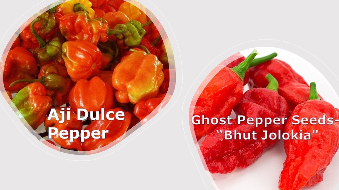 Set of 2 Rare 30+ Ghost Pepper Seeds, Bhut Jolokia, Extremely Hot Pepper + 30 Aji Dulce Red ...