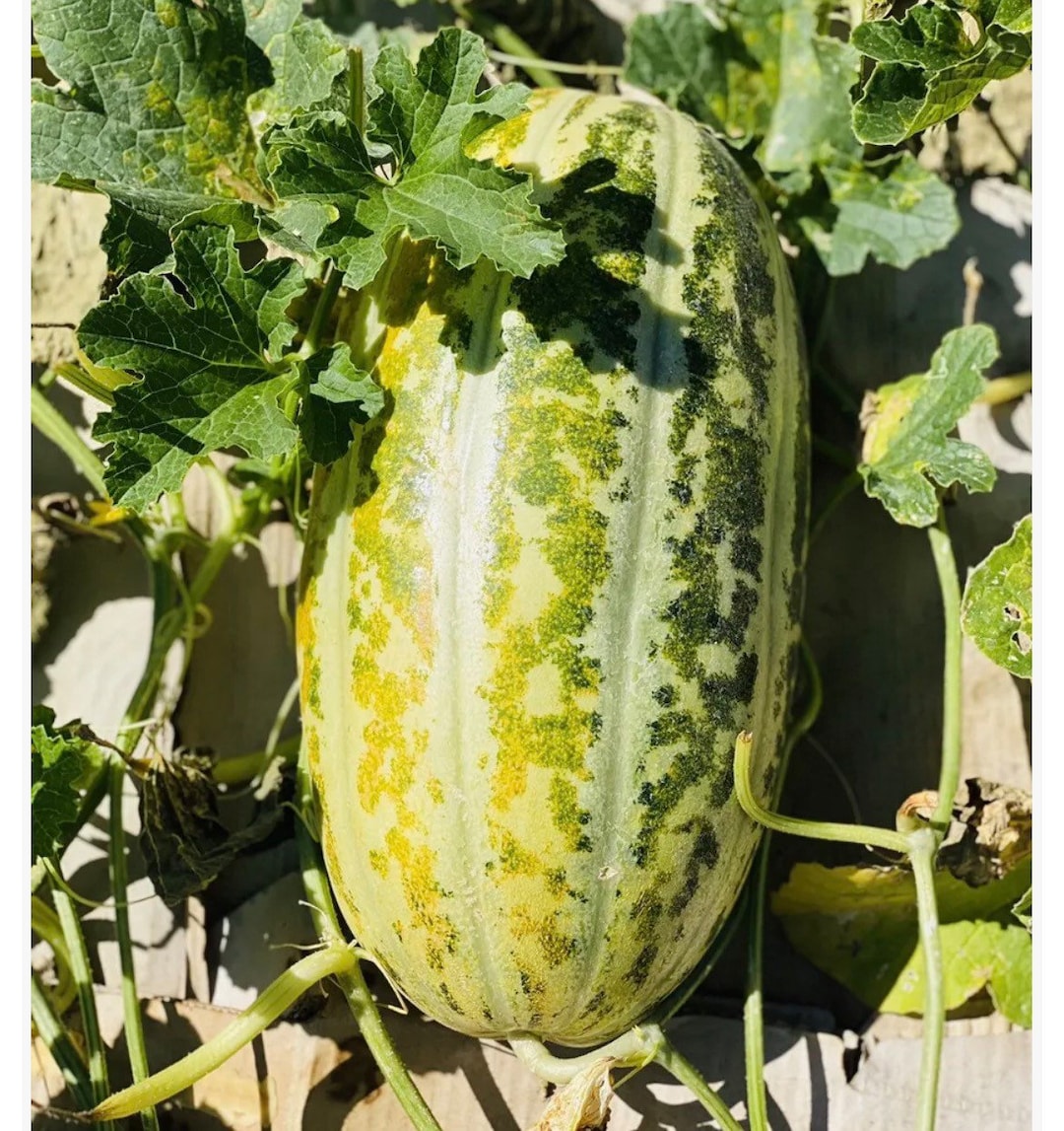 Vietnamese Yellow/green Melon Seeds. 20 Hạt Giống Dưa Gang/dưa Bở Ship ...