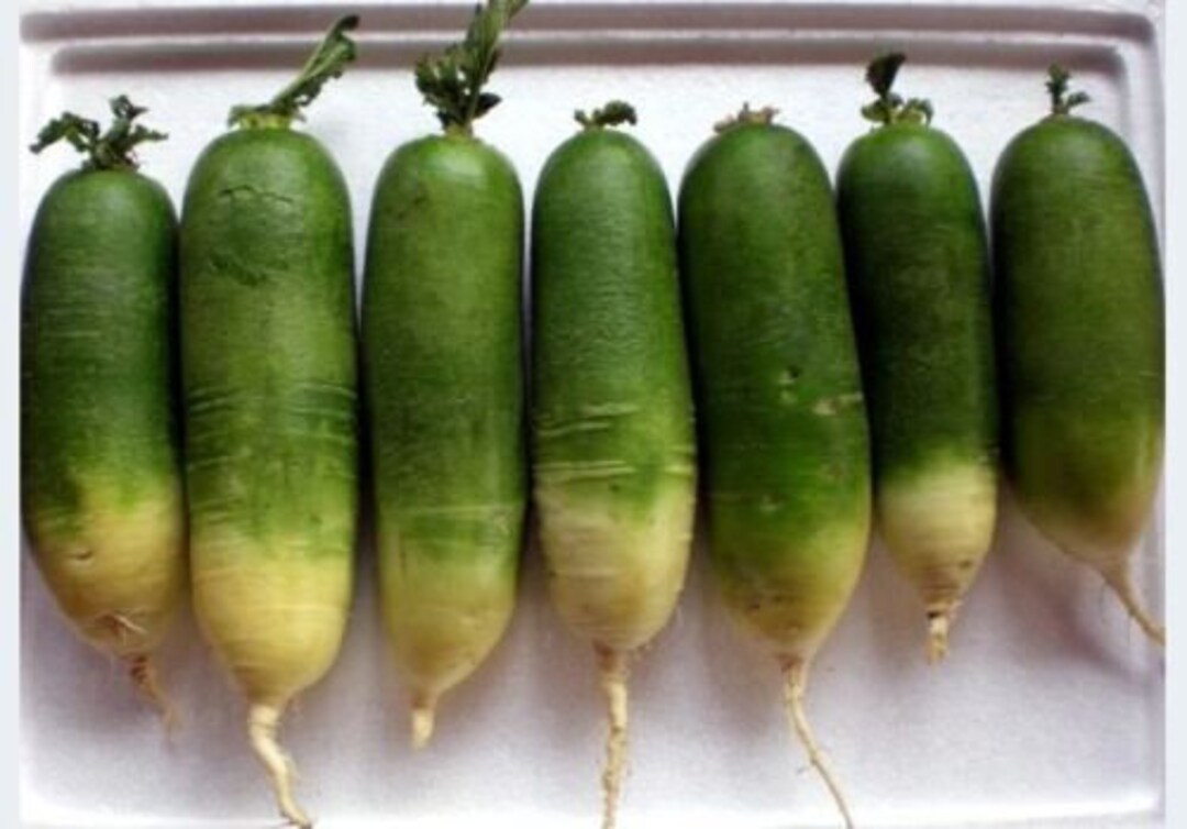 200+ Seed Green Meat Luobo Chinese Radish Seeds; 改良青萝卜 Chinese Daikon ...