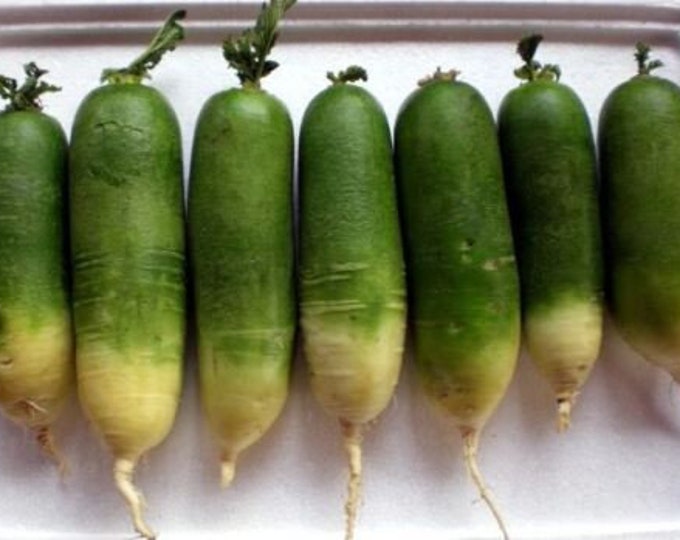 200+ Seed Green Meat Luobo Chinese Radish Seeds; 改良青萝卜 Chinese Daikon ...