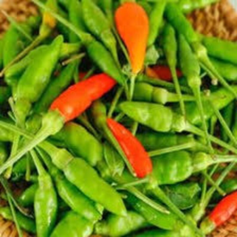 Pepper Hot Mix (HOT) Vegetable Seeds NON-GMO - Hot Pepper Mixed 16 ...