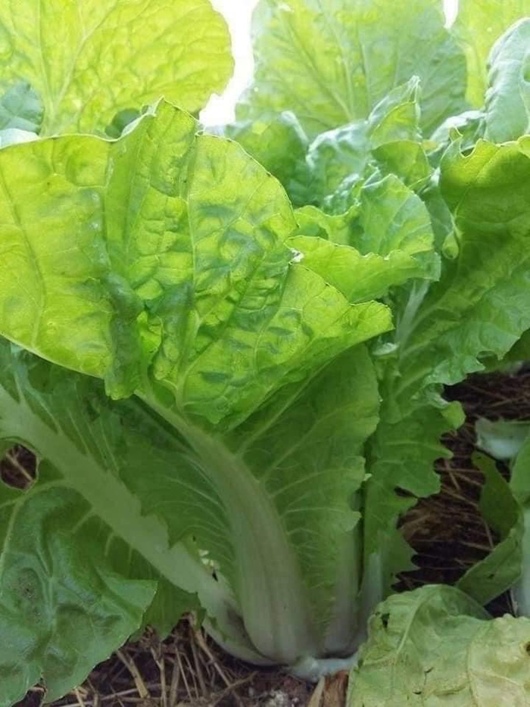 Cai Be Dun, Taiwan Pak Choy Frilly, Seeds Easy to Grow,delicious Cải Bẹ ...