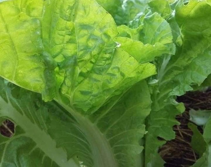 Cai Be Dun, Taiwan Pak Choy Frilly, Seeds Easy to Grow,delicious Cải Bẹ ...