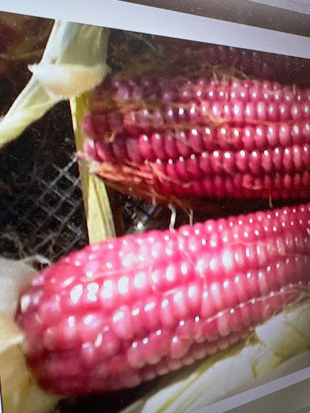 20 Seeds Waxy Corn Bap NEP Sticky Corn Seeds Glutinous Corn Red Corn ...