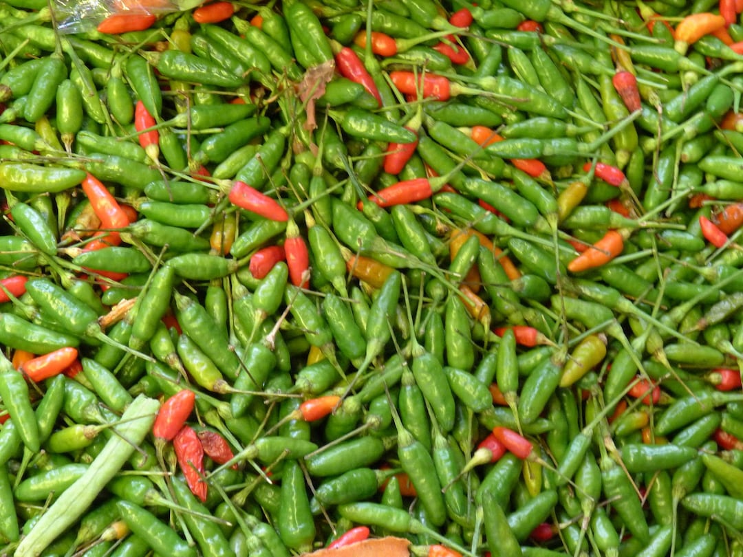 100 Seeds Bird's Eye Chili, Bird Eye Chili, Bird's Chili, Thai Chili ...