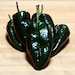 7 Pepper Seeds - Tiburon Poblano Pepper Highly-productive, Hybrid ...