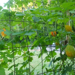 Bulk 200++jamaican Cerasee/small Bitter Melon/gourd/karela Plus Seeds ...
