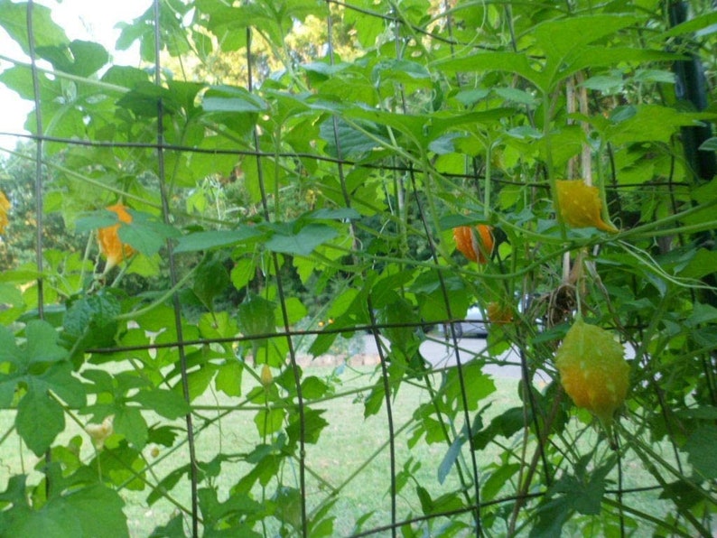 Bulk 200++jamaican Cerasee/small Bitter Melon/gourd/karela Plus Seeds ...