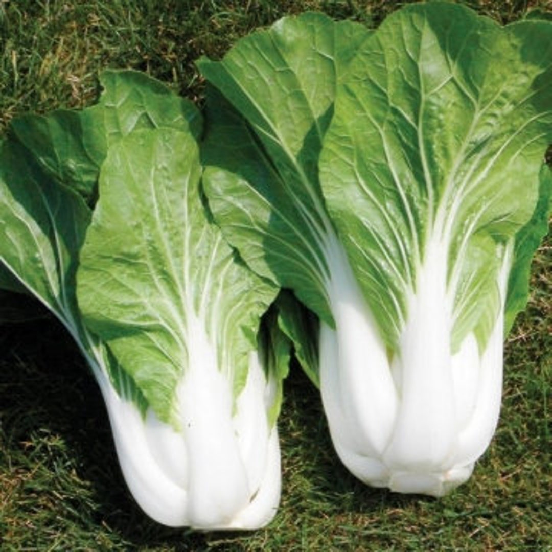 White Stem Pak Choi Cabbage Seeds: 1 Oz - Non-gmo Bok Choi Sprouting ...