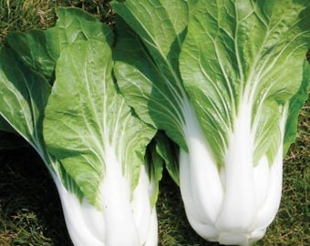 Diaspora Asian Seeds