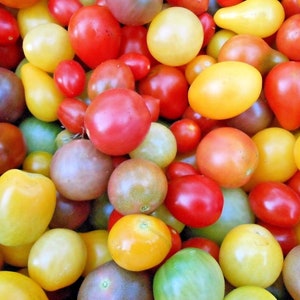 Rainbow Cherry Tomato Seeds, NON-GMO, Organic, Colorful Cà Bi Baby đủ ...