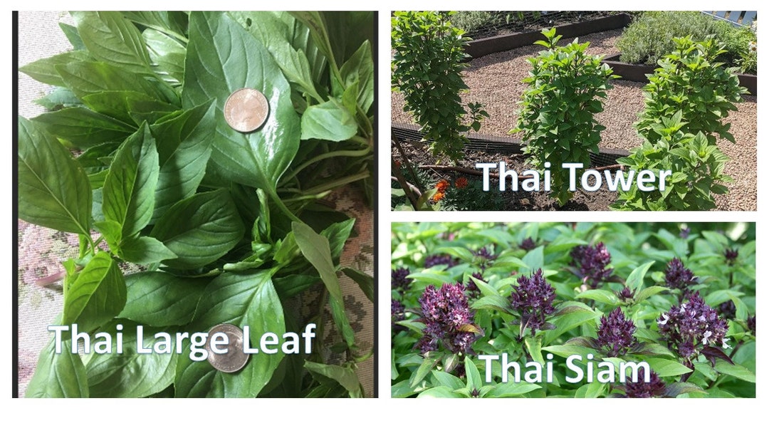 5000 Seeds of 3 Types of Sweet Basil Everleaf Thai Towers, Super Large ...