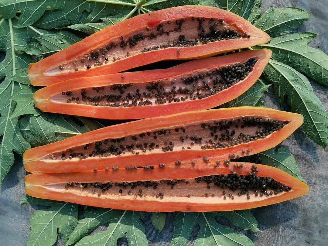 5 Very Rare Extra Long Thai PAPAYA Easy to Grow Very Sweet Fruit Tree ...