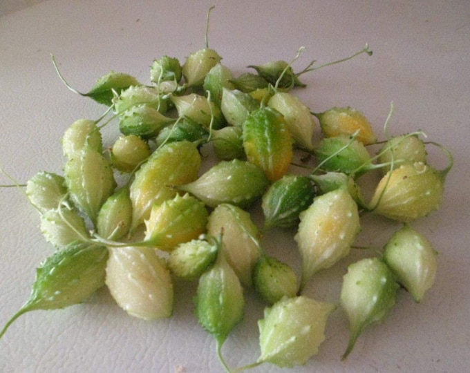 Bulk 200++jamaican Cerasee/small Bitter Melon/gourd/karela Plus Seeds Indira Indian Baby Bitter ...