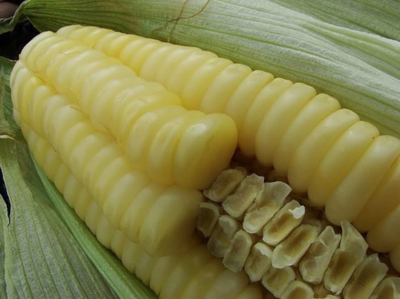 Giant Peruvian Corn Seeds - World’s Largest- Sole Source-rare 25 SEEDS ...