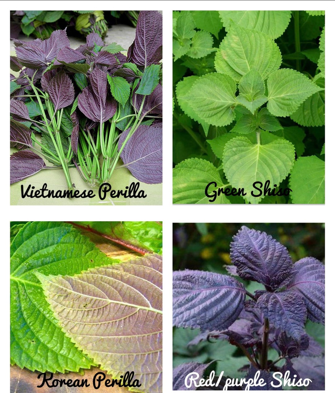 250+ Fresh Purple/green/two Tone Korea/ Two Tone Vietnamese Rau Tia to ...