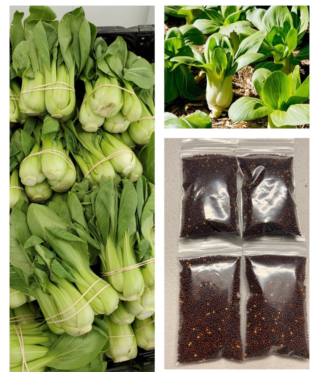 ON SALE 4 Bags of 1000+ Baby Bok Choy Seeds for Sprouting,cabbage Seeds ...