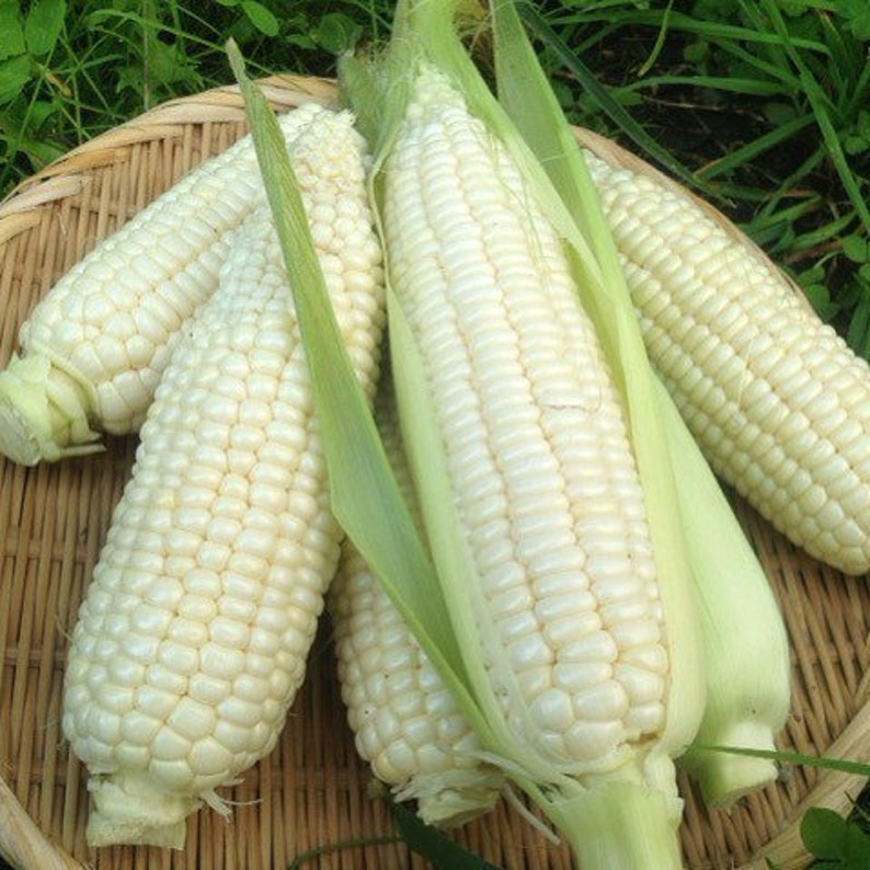 20 Seeds Waxy Corn Vietnamese Bap NEP Sticky Corn Seeds - Etsy