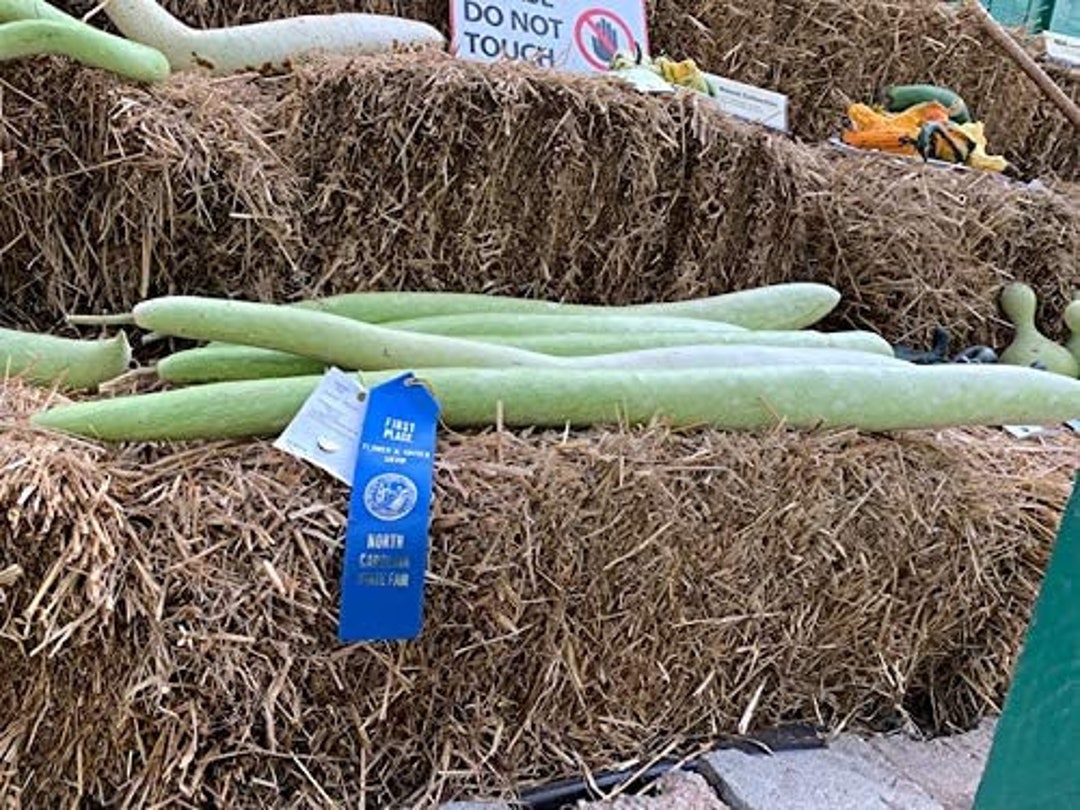 Extra Long Squash 10-20-50-100 CUCUZZI CUCUZZA GAGOOTZA; Serpente Di ...