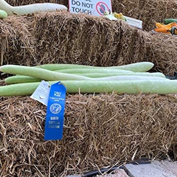 Squash Seeds - Etsy