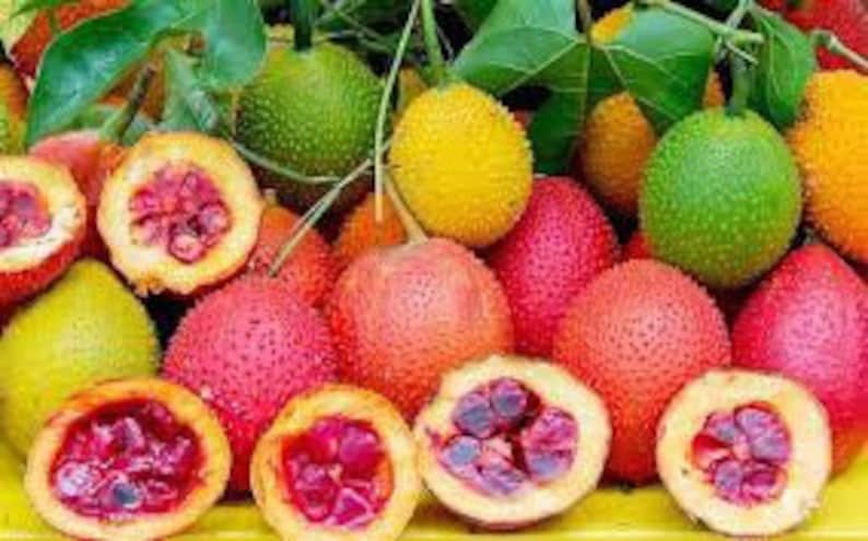 2 Hat Giong Trai Gac GAC FRUIT Gac Melon Vine Momordica Cochinchinensis ...