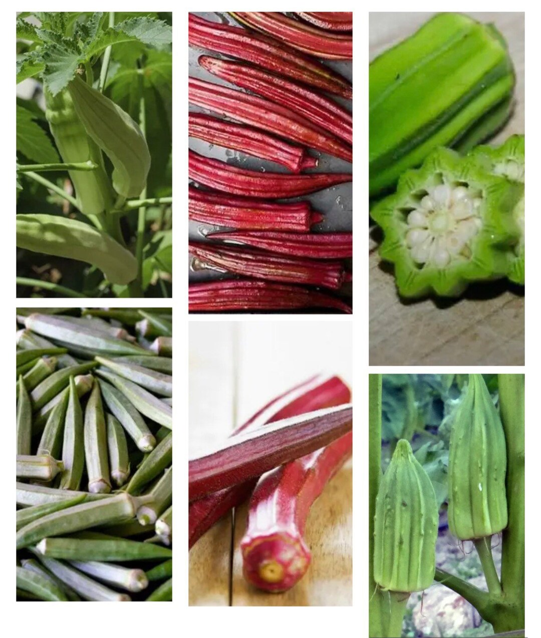 Set 3 Types of Okra Seeds Most Famous Okra Clemson Spineless Okra 200 ...