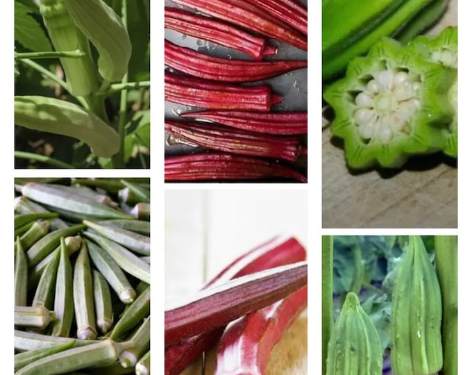 Set 3 Types of Okra Seeds Most Famous Okra Clemson Spineless - Etsy