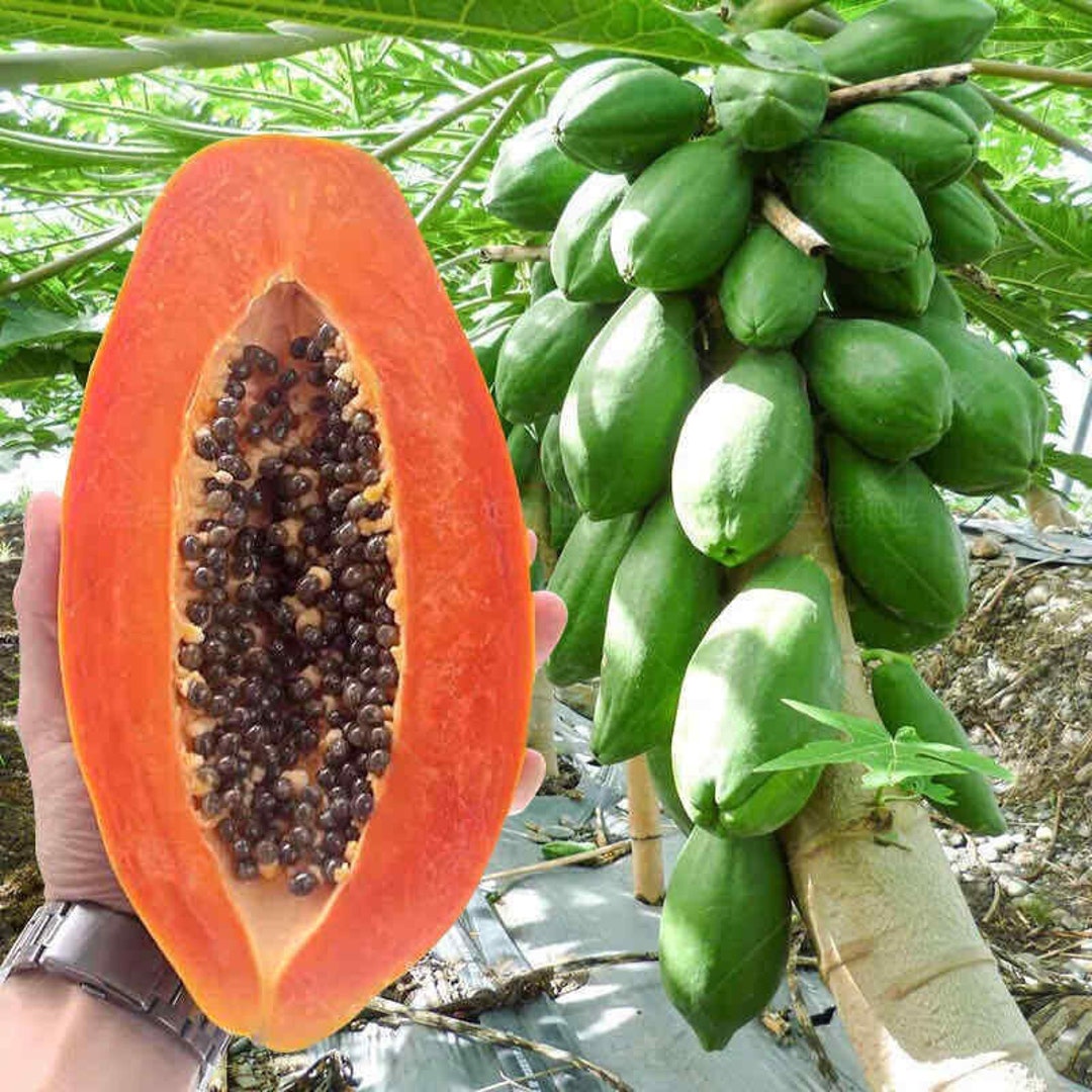 10 RARE Dwarf Thai Papaya-grows Indoors Small Plant Very Sweet Fruit ...