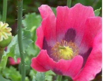 Diaspora Asian Seeds