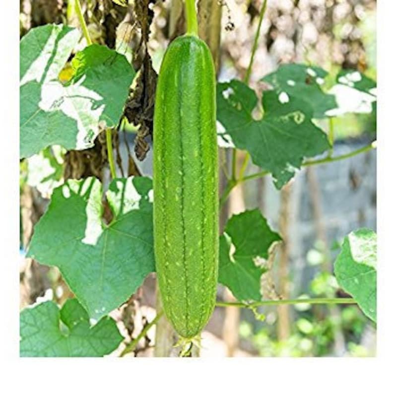Luffa Seeds - Etsy