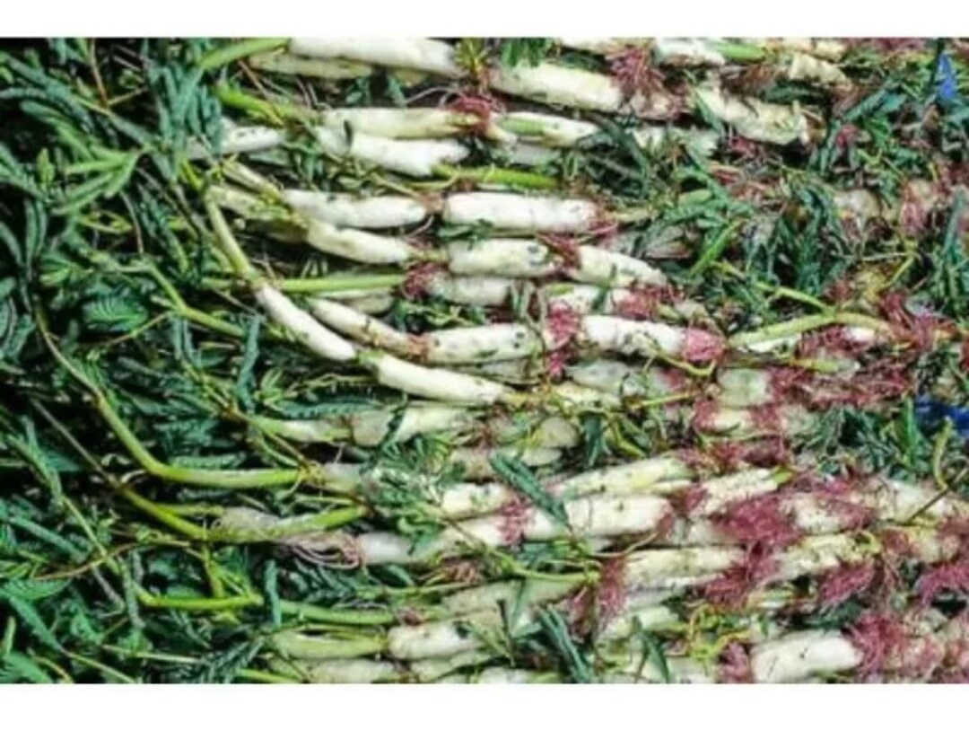 50 Hạt Rau Nhút -rau Dút-rau Rút - Water Mimosa Seeds - Etsy