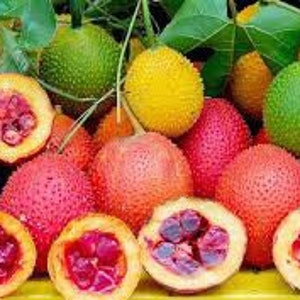 2 Hat Giong Trai Gac GAC FRUIT Gac Melon Vine Momordica Cochinchinensis ...