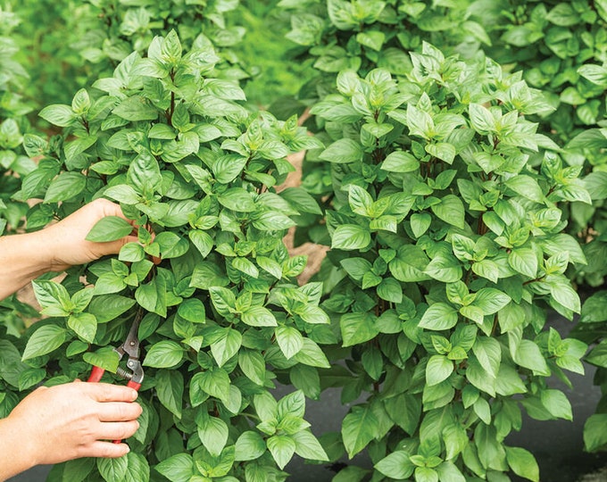 Basil Everleaf Emerald Towers - Etsy
