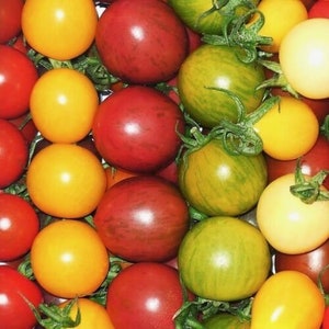 Rainbow Cherry Tomato Seeds, NON-GMO, Organic, Colorful Cà Bi Baby đủ ...