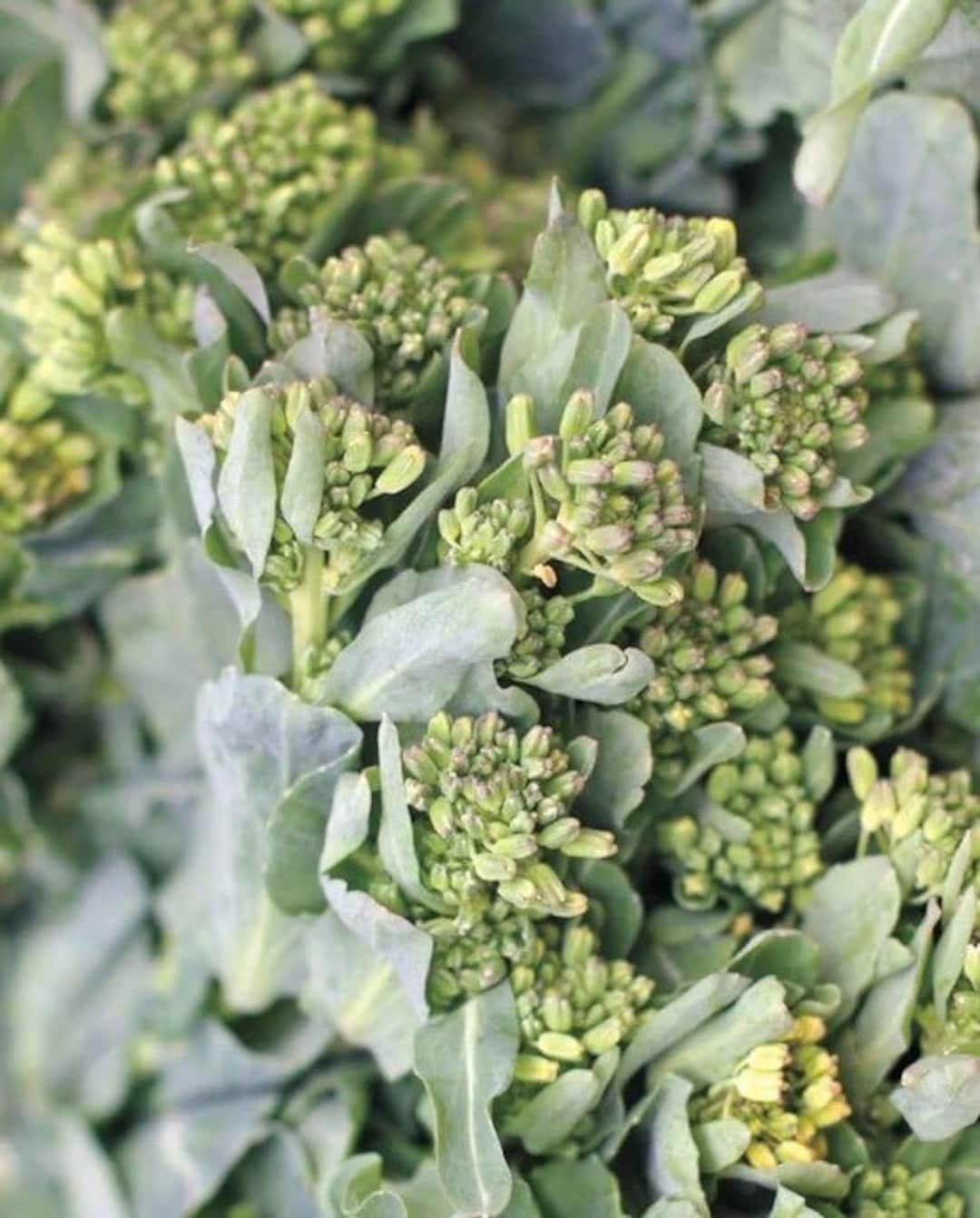 Broccoli Raab Seeds, Early Spring Rapini, Rabe, NON-GMO 100-200-500 ...