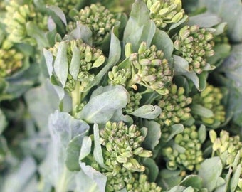 Diaspora Asian Seeds