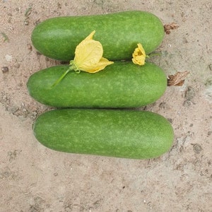 50 Winter Melon Seeds for Planting - Bi Dao Chanh- AKA. White Ash ...