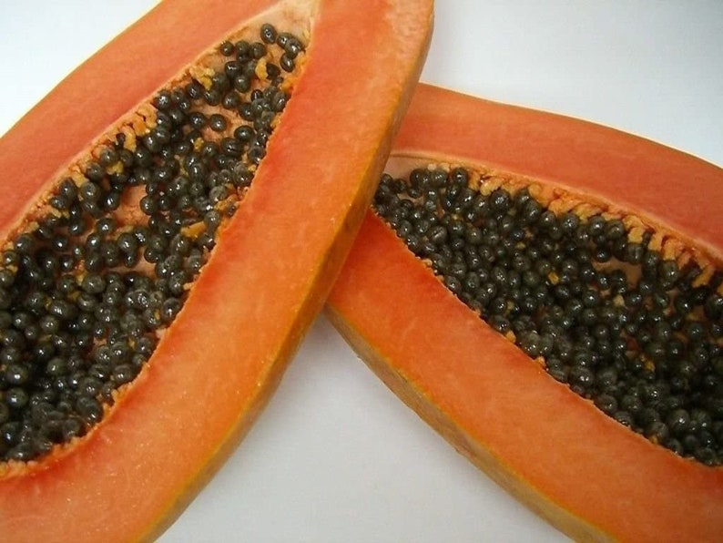 Fruit Seeds - 15 Seeds of Maradol Caribbean Red Papaya Tropical Fruit ...
