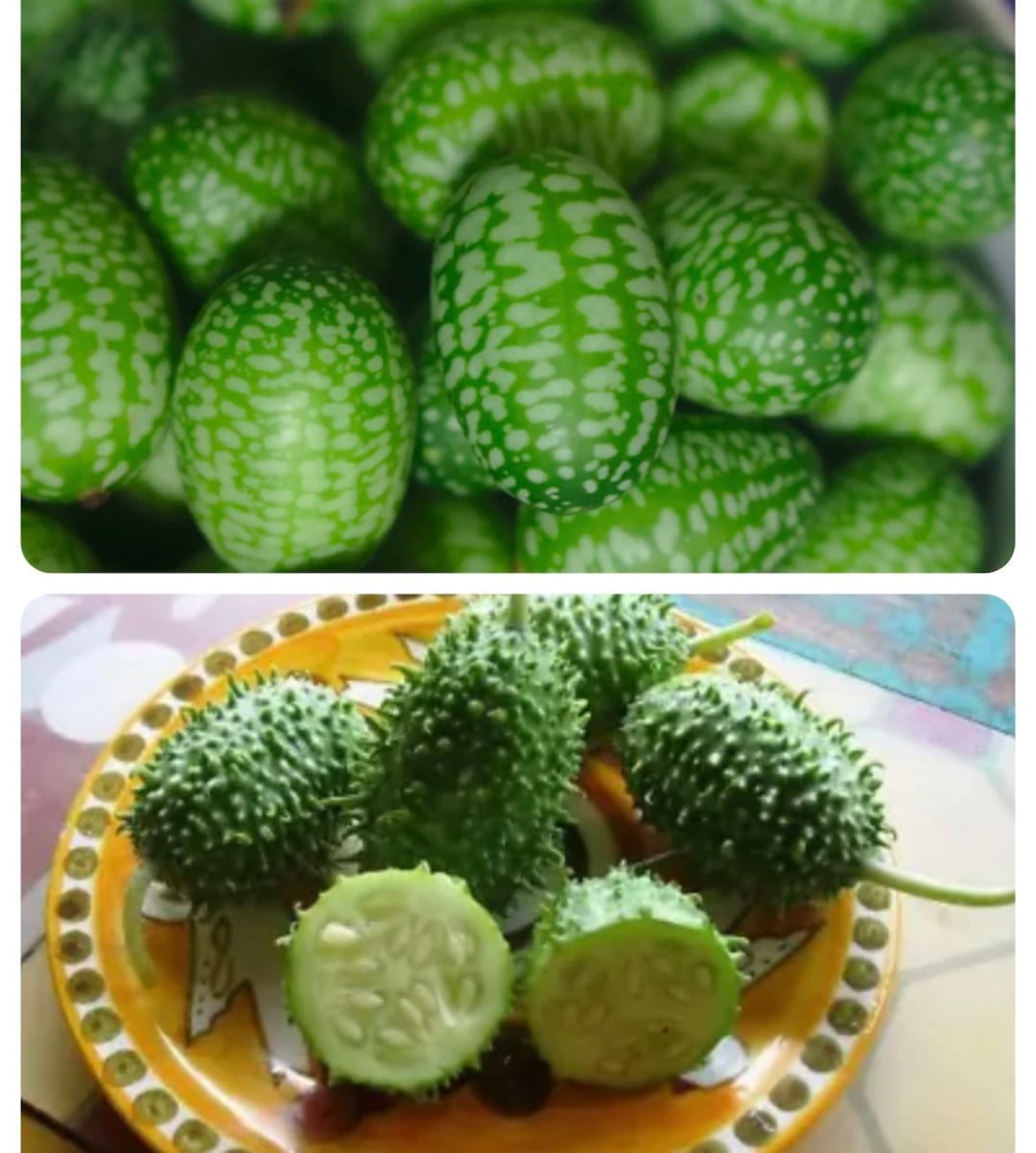 200+ Cucamelon Seeds Mouse Melon Mexican Sour Gherkin + West Indian ...
