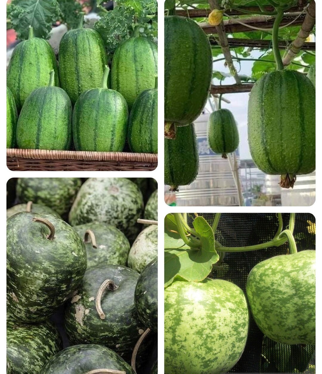 Set of 20 Apple Gourd Bầu Táo and 7+ Apple Luffa Seeds, Taiwan Apple ...