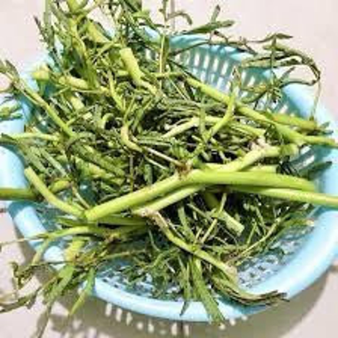 50 Hạt Rau Nhút rau Dút-rau Rút Water Mimosa Seeds - Etsy UK