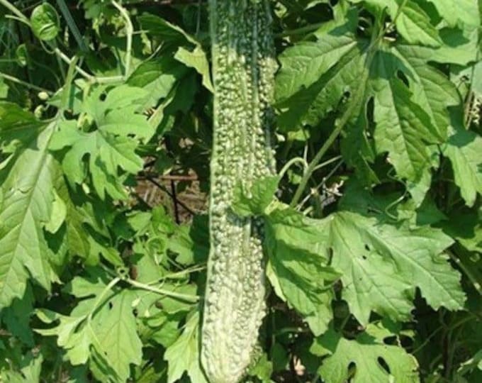 10++ Japanese Extra Long Bitter Gourd Seeds/bitter Melon// Kho Qua Nhat Sieu Sai Seeds Bitter ...