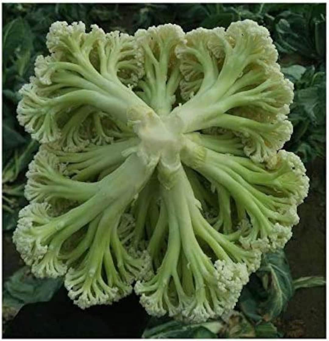 Hybrid Cauliflower Loose Type Long Stems Chinese Cauliflower F1 Seeds ...
