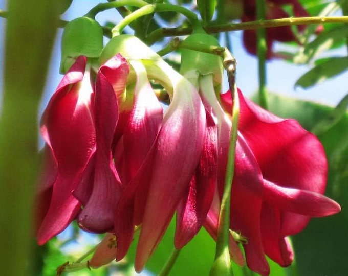 30 Seeds Red Hummingbird Tree Bright Pea Like Blossoms Tropical Plant ...