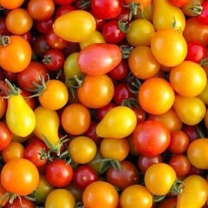 Rainbow Cherry Tomato Seeds, NON-GMO, Organic, Colorful Cà Bi Baby đủ ...