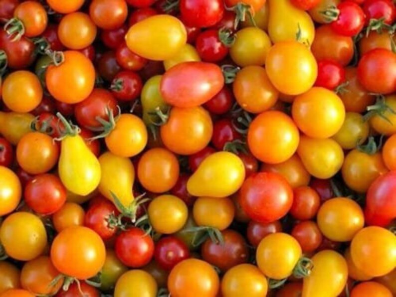 Rainbow Cherry Tomato Seeds, NON-GMO, Organic, Colorful Cà Bi Baby đủ ...
