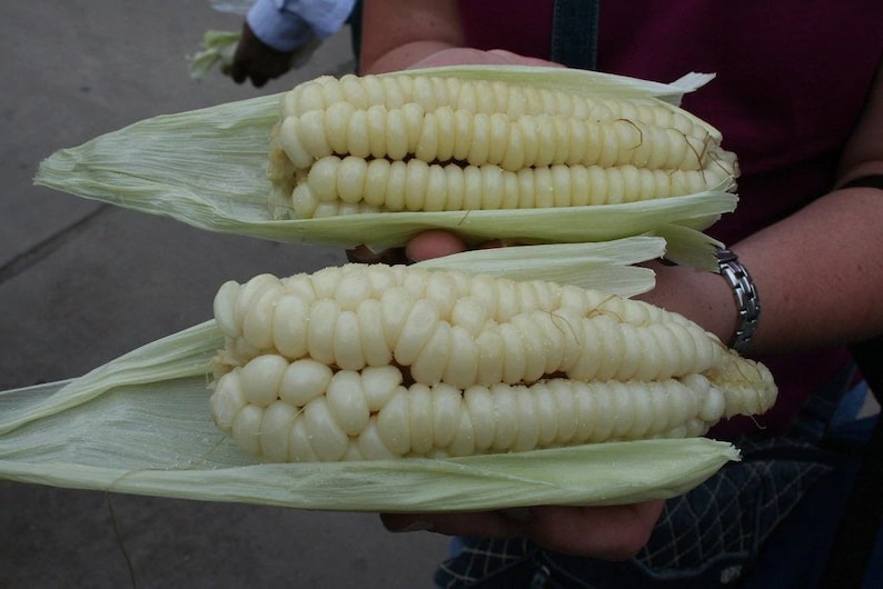 Giant Peruvian Corn Seeds Worlds Largest Sole Source-rare - Etsy
