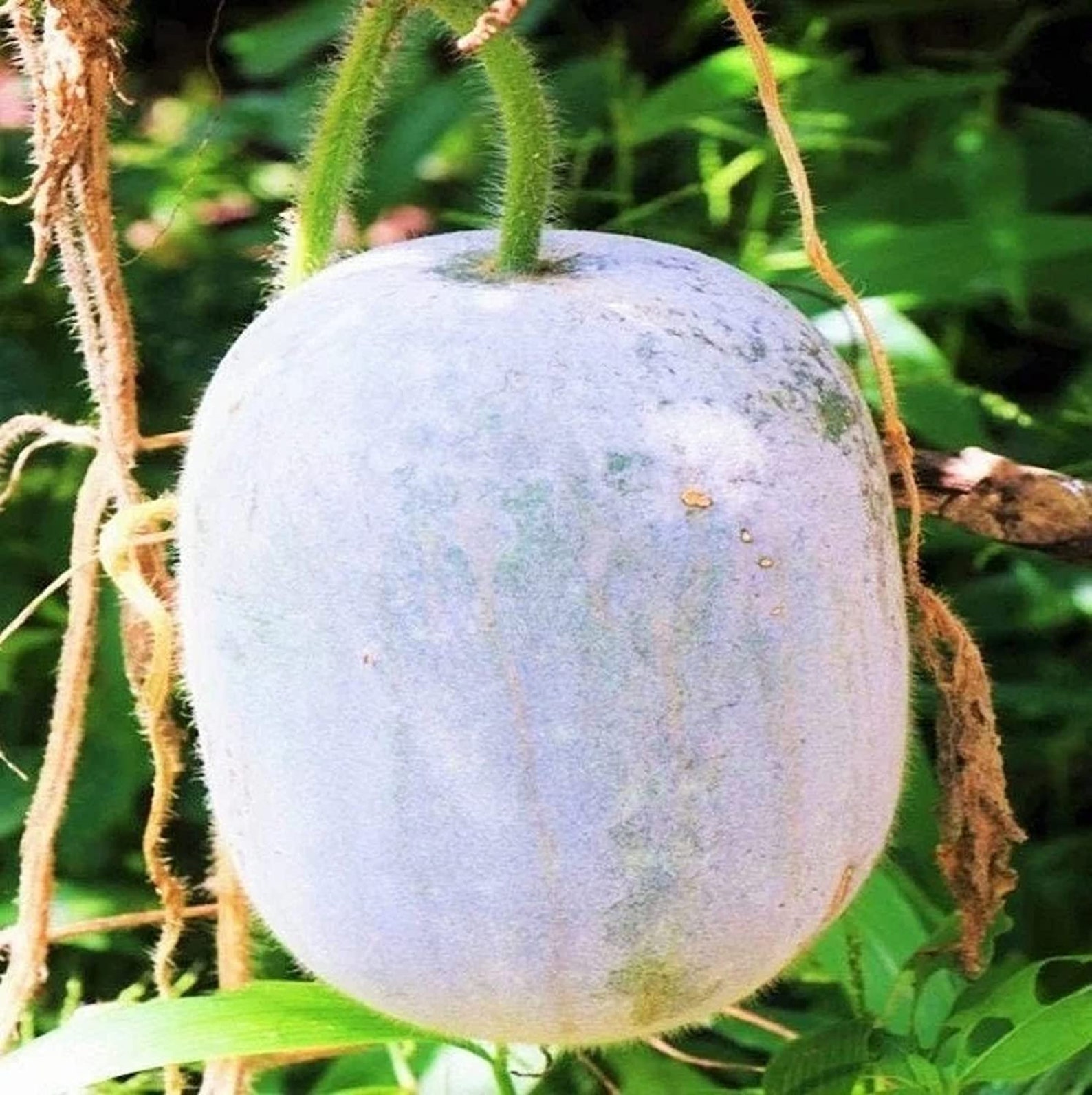 50+ Indian Ash Gourd, Wax Gourd White Winter Melon Seeds for Planting ...