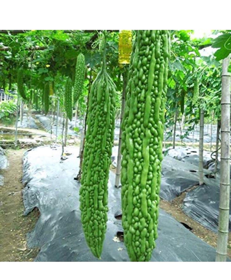 40 Seeds Heirloom Vegetable Green Balsam Pear Bitter Melon Seeds 青皮苦瓜 ...